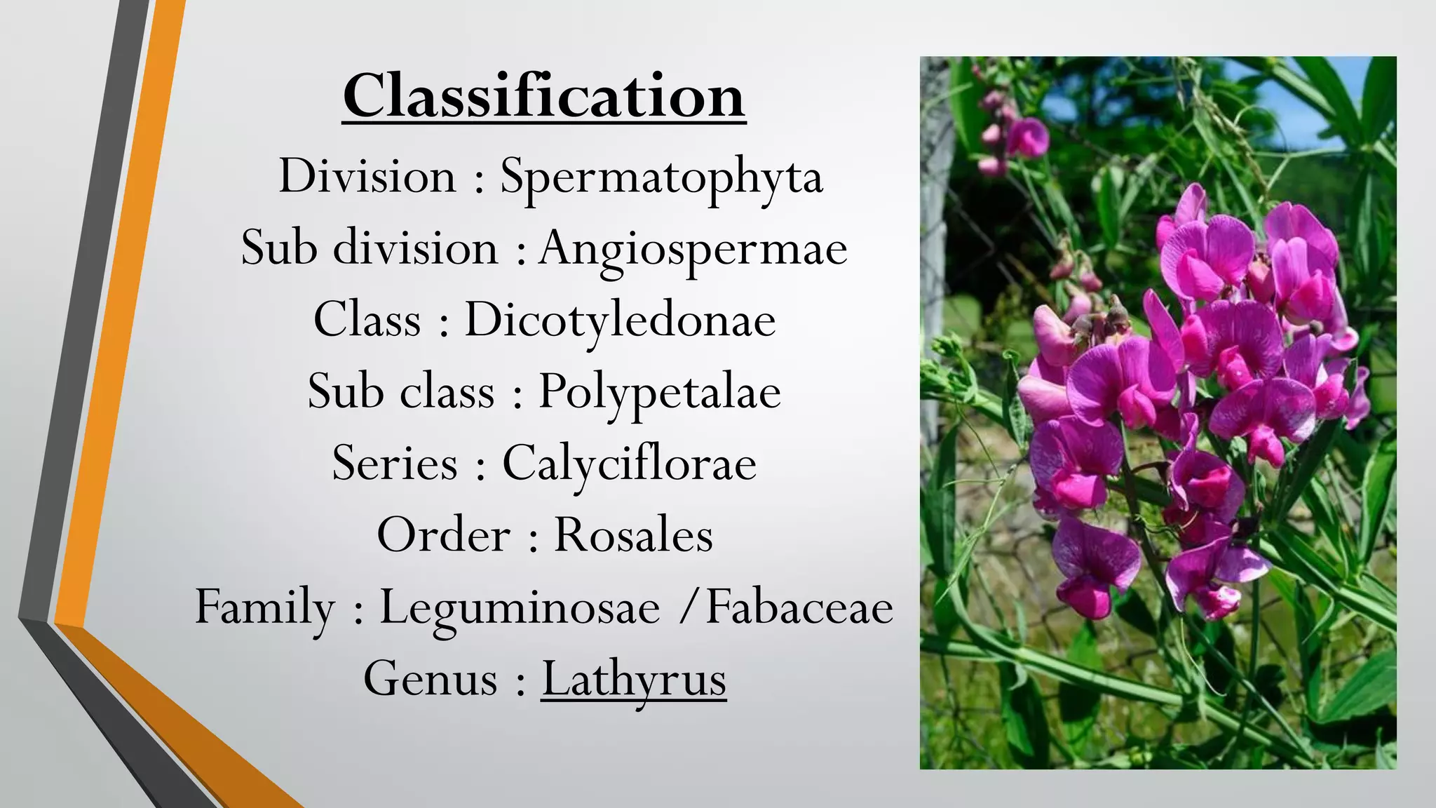 FAMILY FABACEAE | PDF