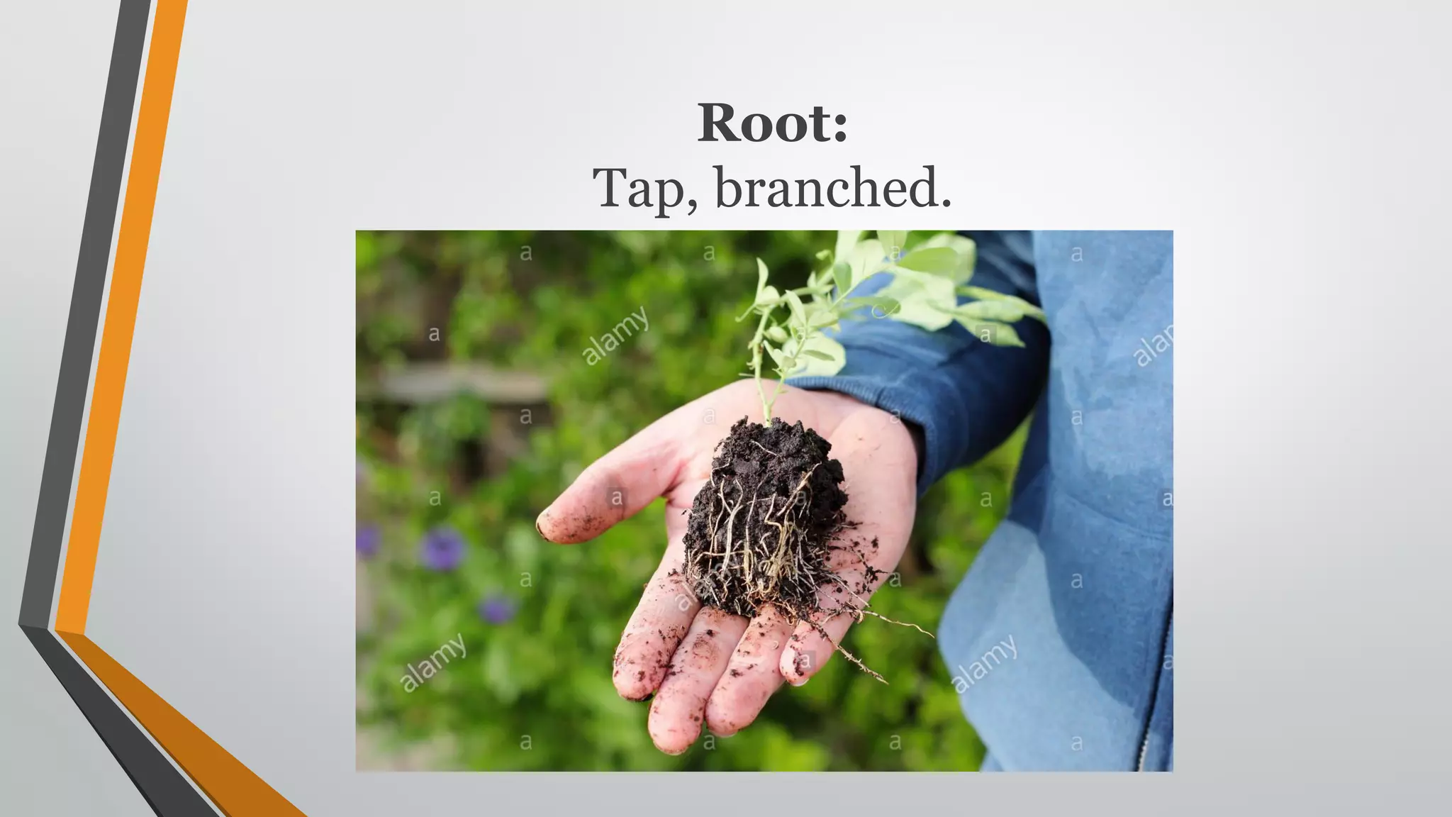FAMILY FABACEAE | PDF