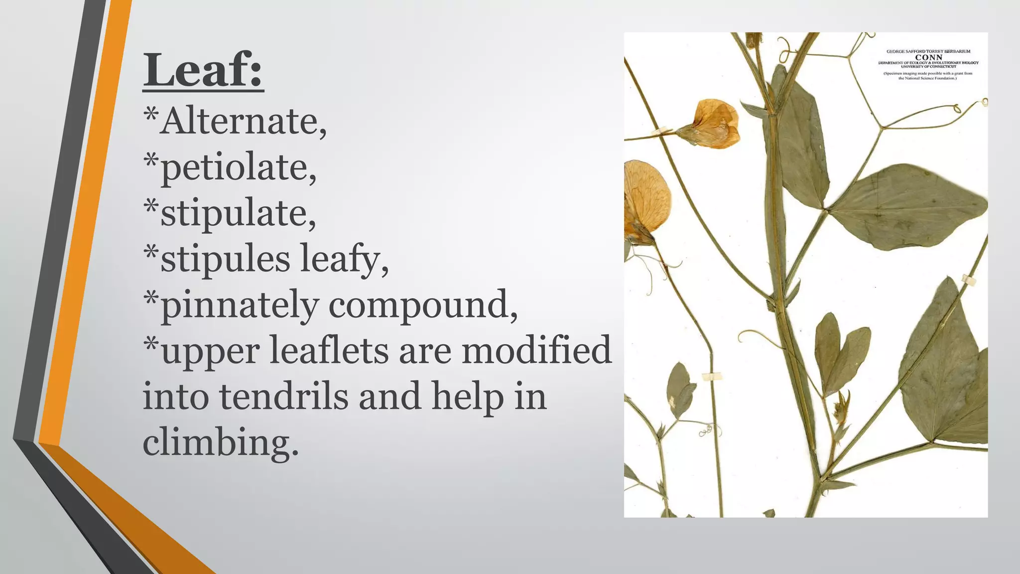 FAMILY FABACEAE | PDF