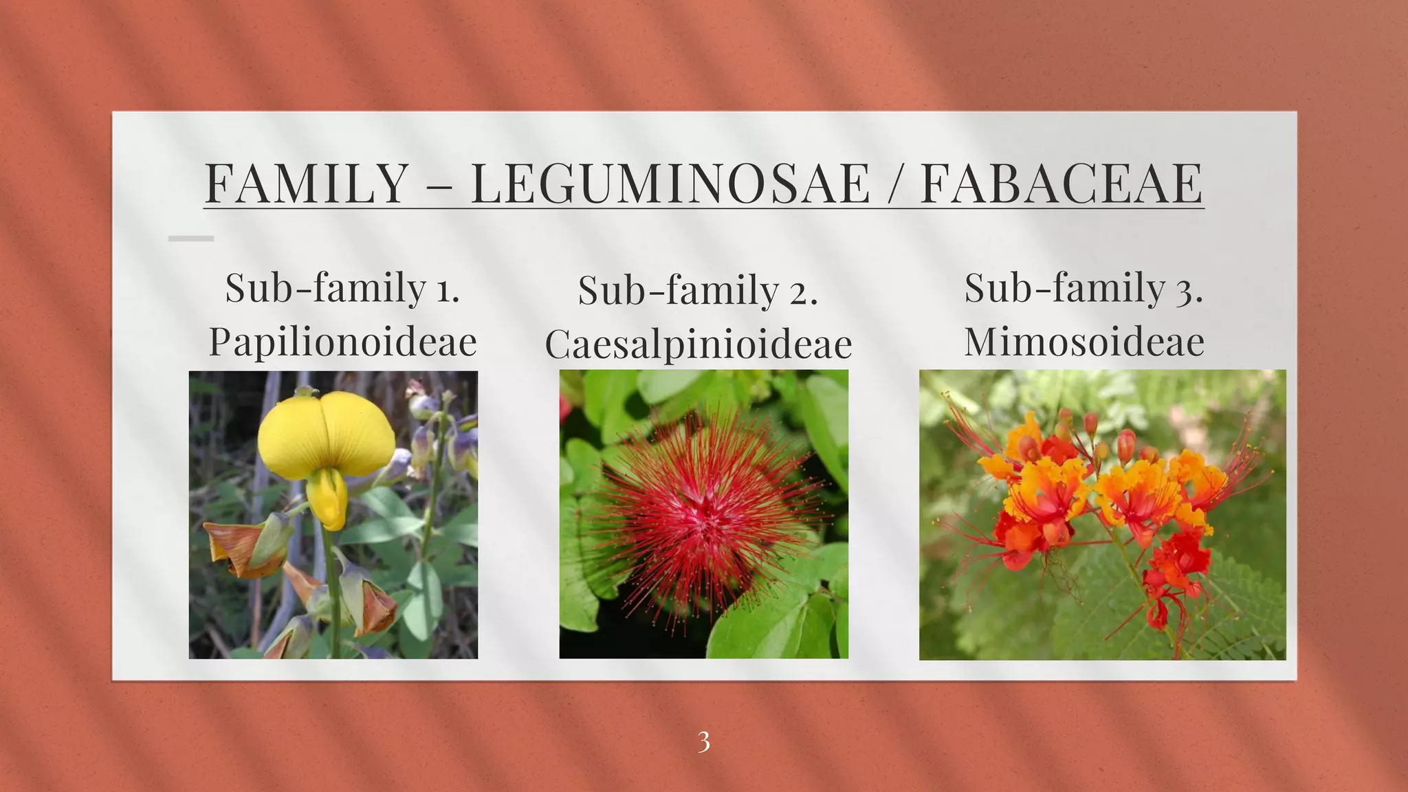 FAMILY FABACEAE | PDF