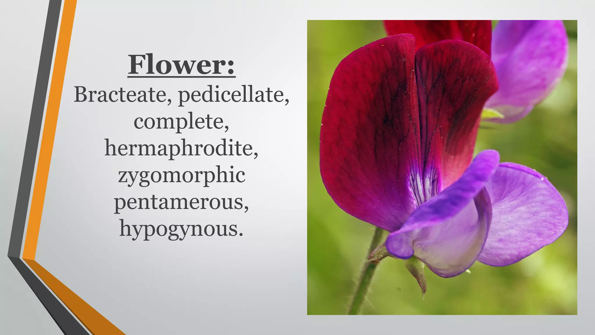 FAMILY FABACEAE | PDF