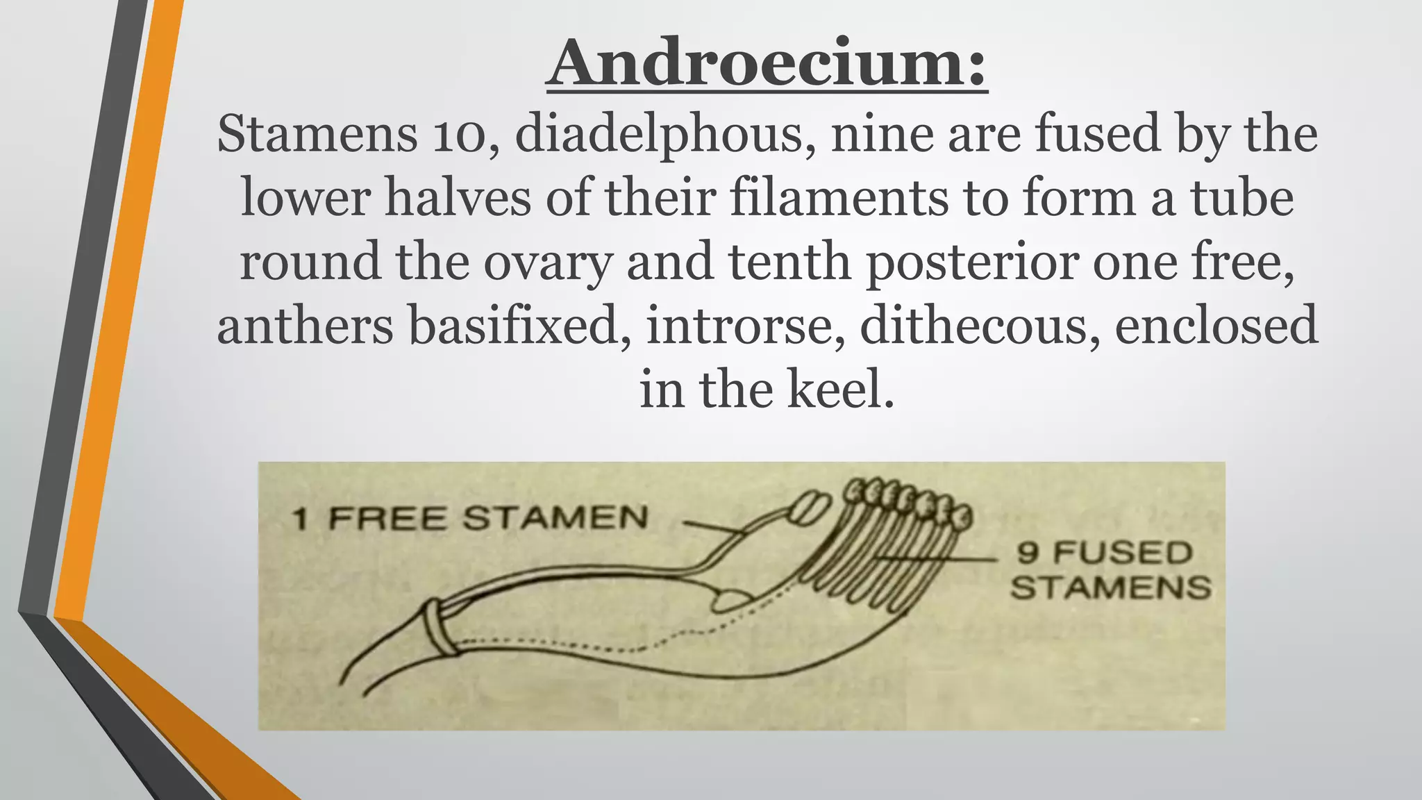 FAMILY FABACEAE | PDF