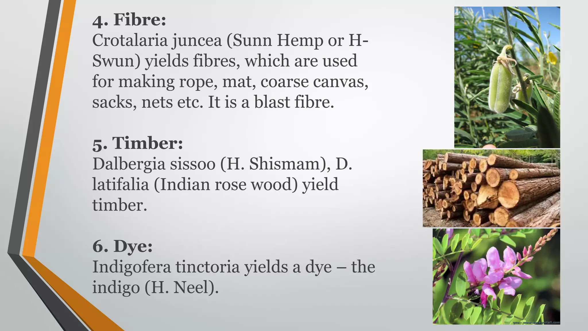 FAMILY FABACEAE | PDF