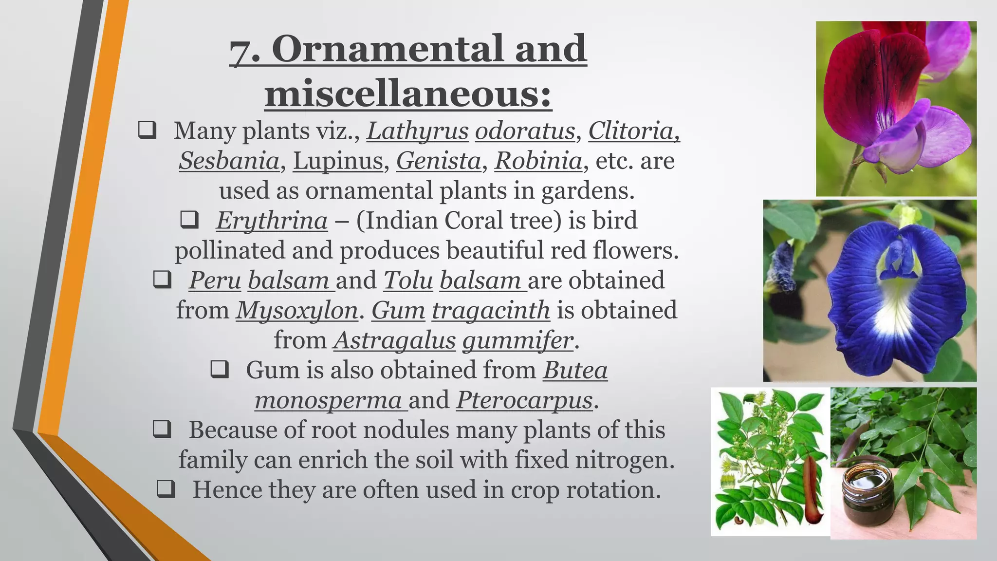 FAMILY FABACEAE | PDF