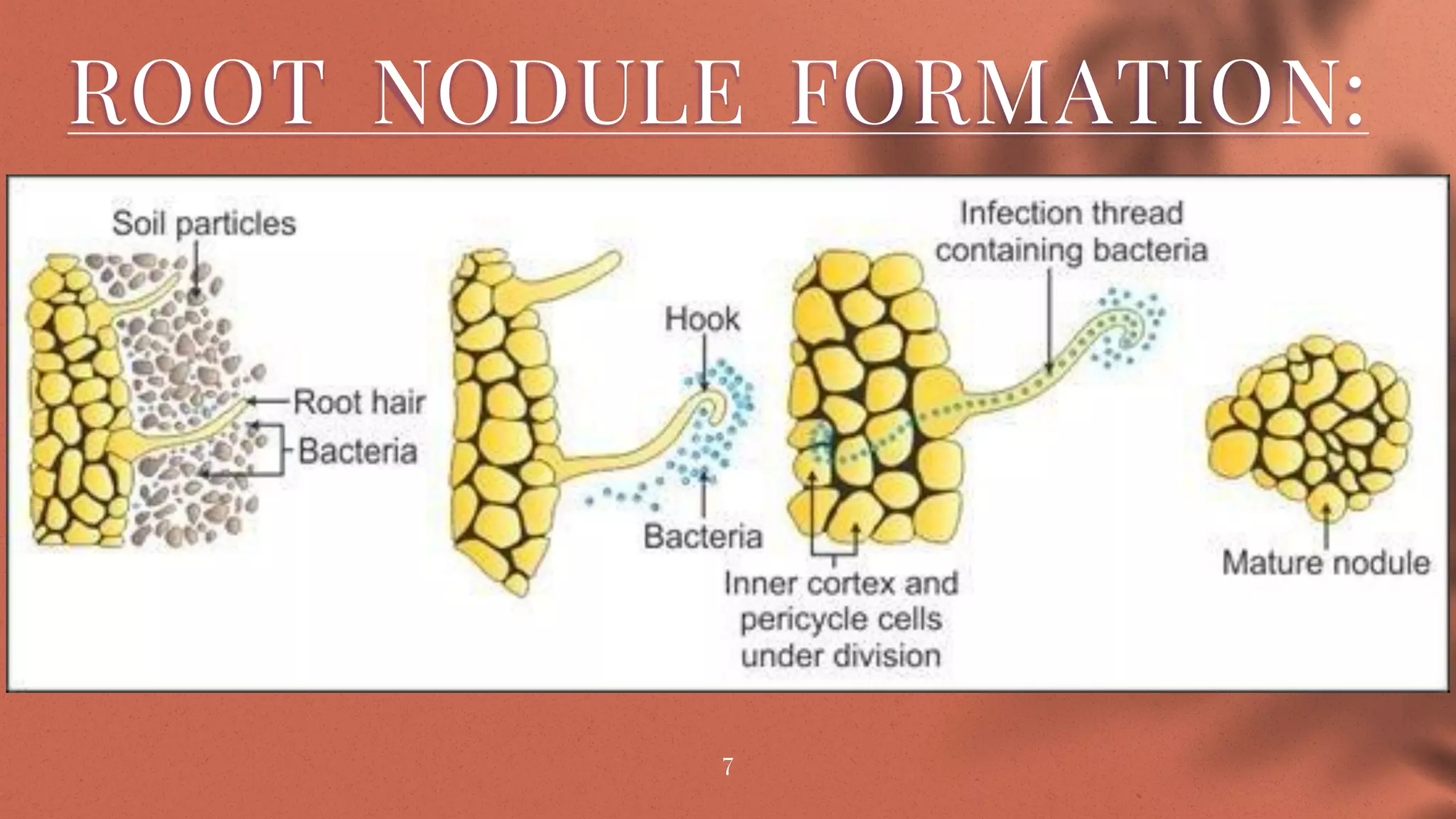 FAMILY FABACEAE | PDF