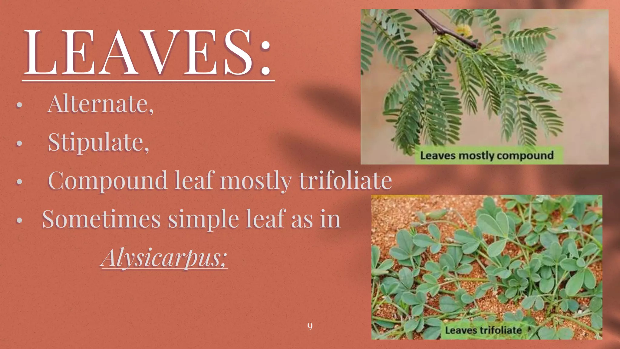 FAMILY FABACEAE | PDF