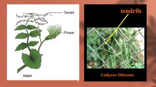 FAMILY FABACEAE | PDF
