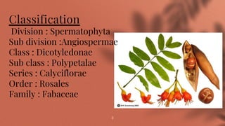 FAMILY FABACEAE | PDF