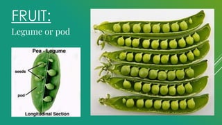 FAMILY FABACEAE | PDF