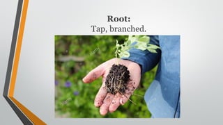 FAMILY FABACEAE | PDF