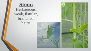 FAMILY FABACEAE | PDF