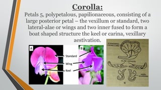 FAMILY FABACEAE | PDF