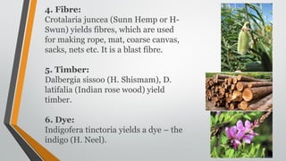 FAMILY FABACEAE | PDF