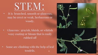 FAMILY FABACEAE | PDF