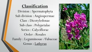 FAMILY FABACEAE | PPT