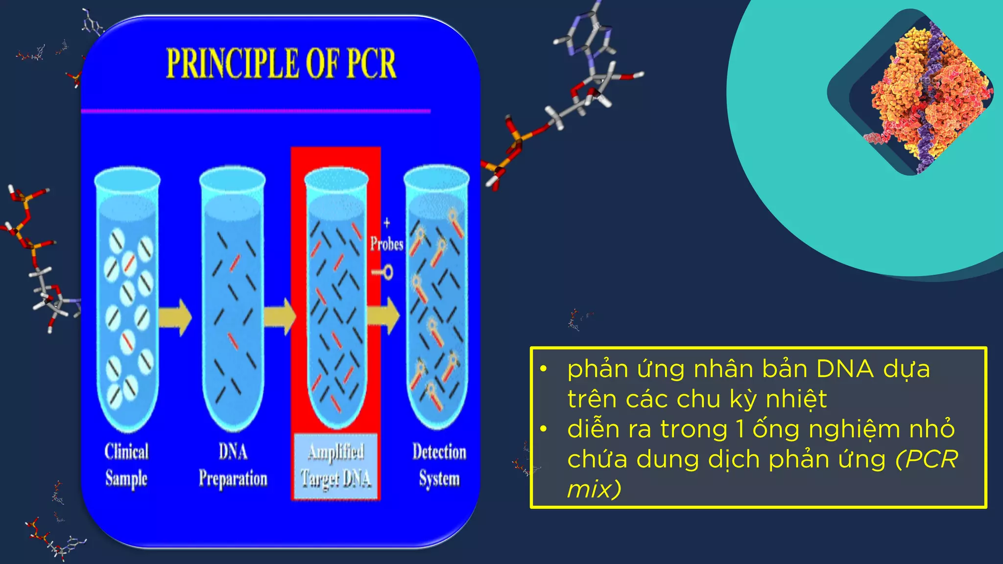 [Pdf] _ Nested PCR.pdf
