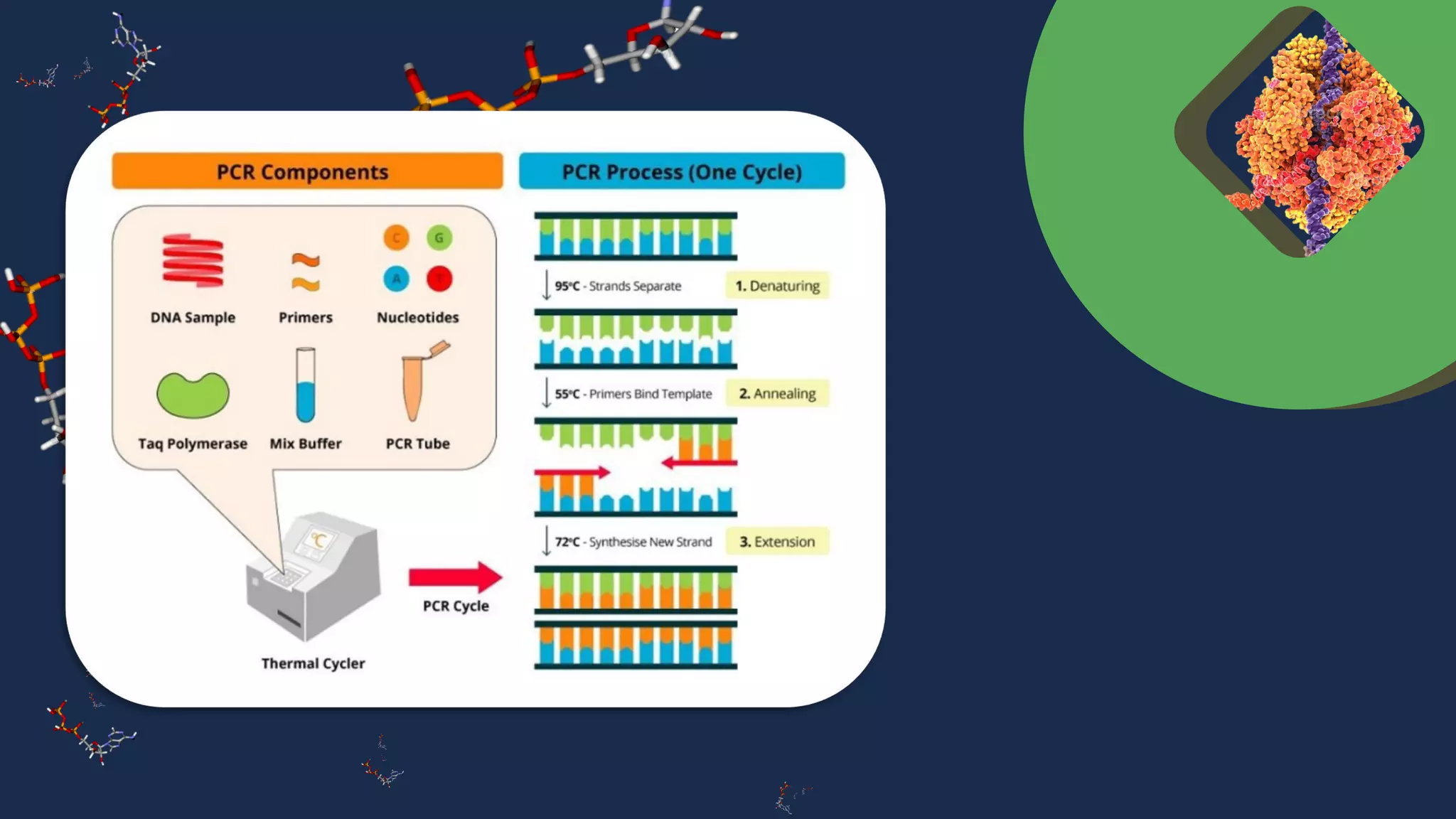 [Pdf] _ Nested PCR.pdf