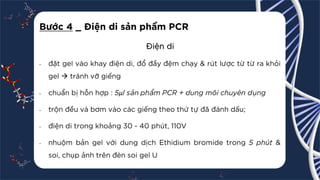 [Pdf] _ Nested PCR.pdf