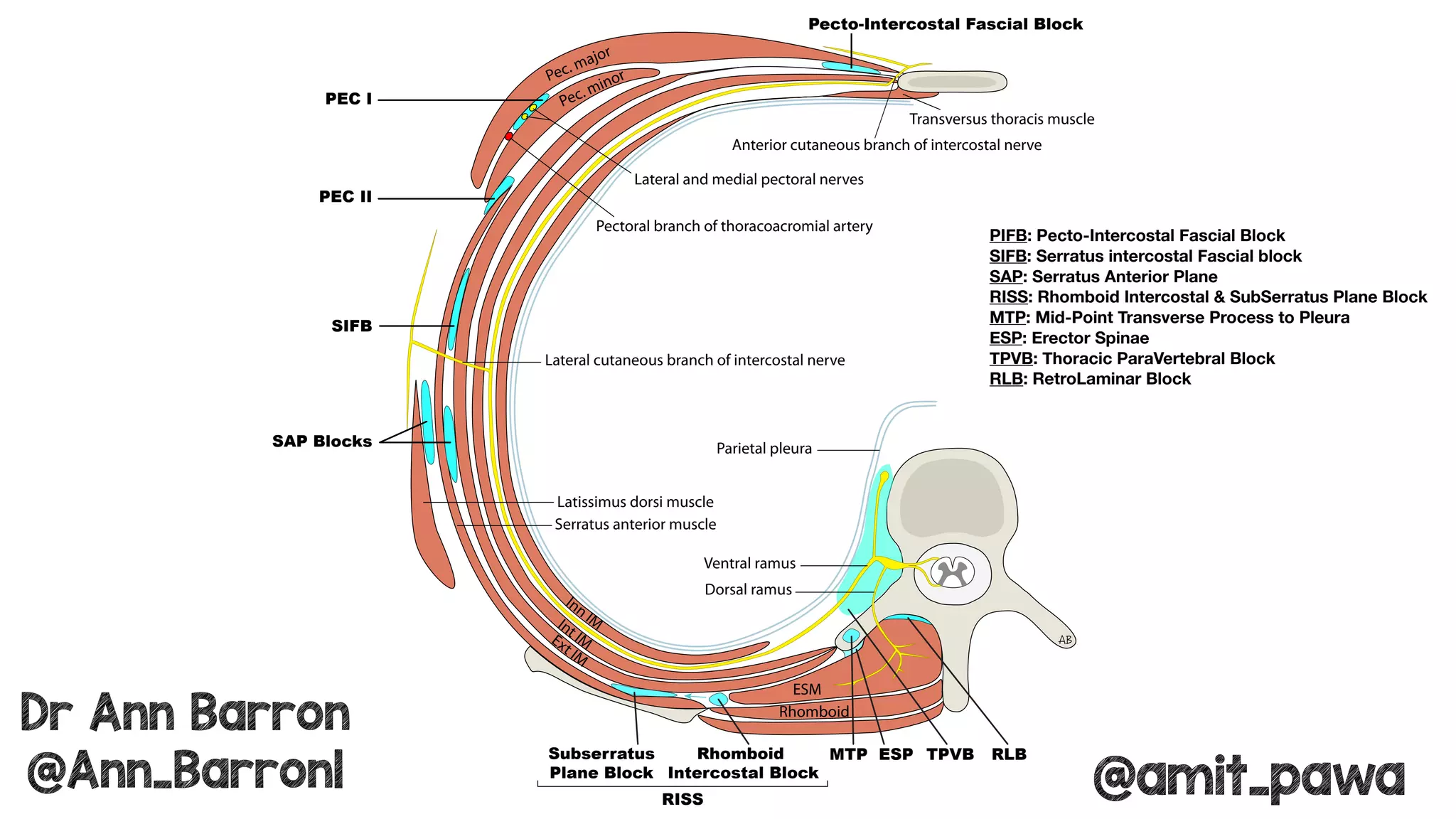 Concepts in Fascial Plane Blocks - What Every Anaesthetist Needs to ...