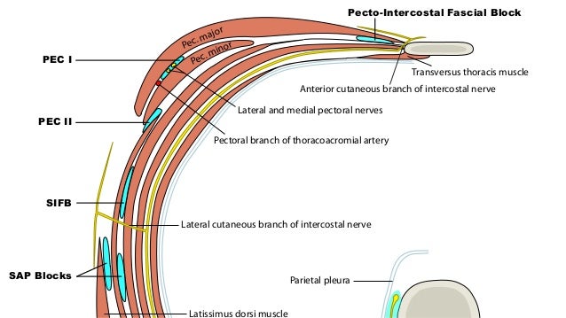 Concepts in Fascial Plane Blocks - What Every Anaesthetist Needs to K…