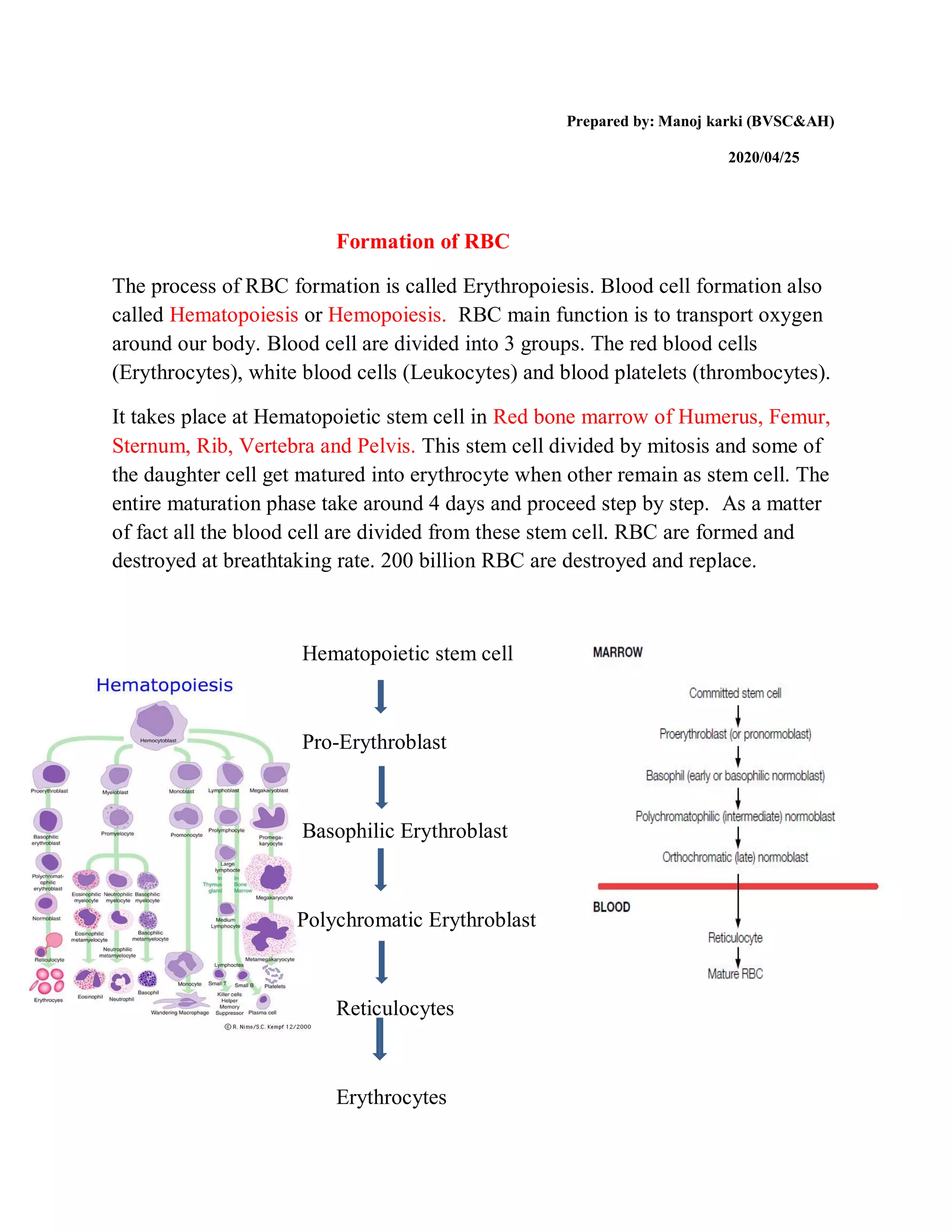 Red blood cell formation and fate of RBC | PDF