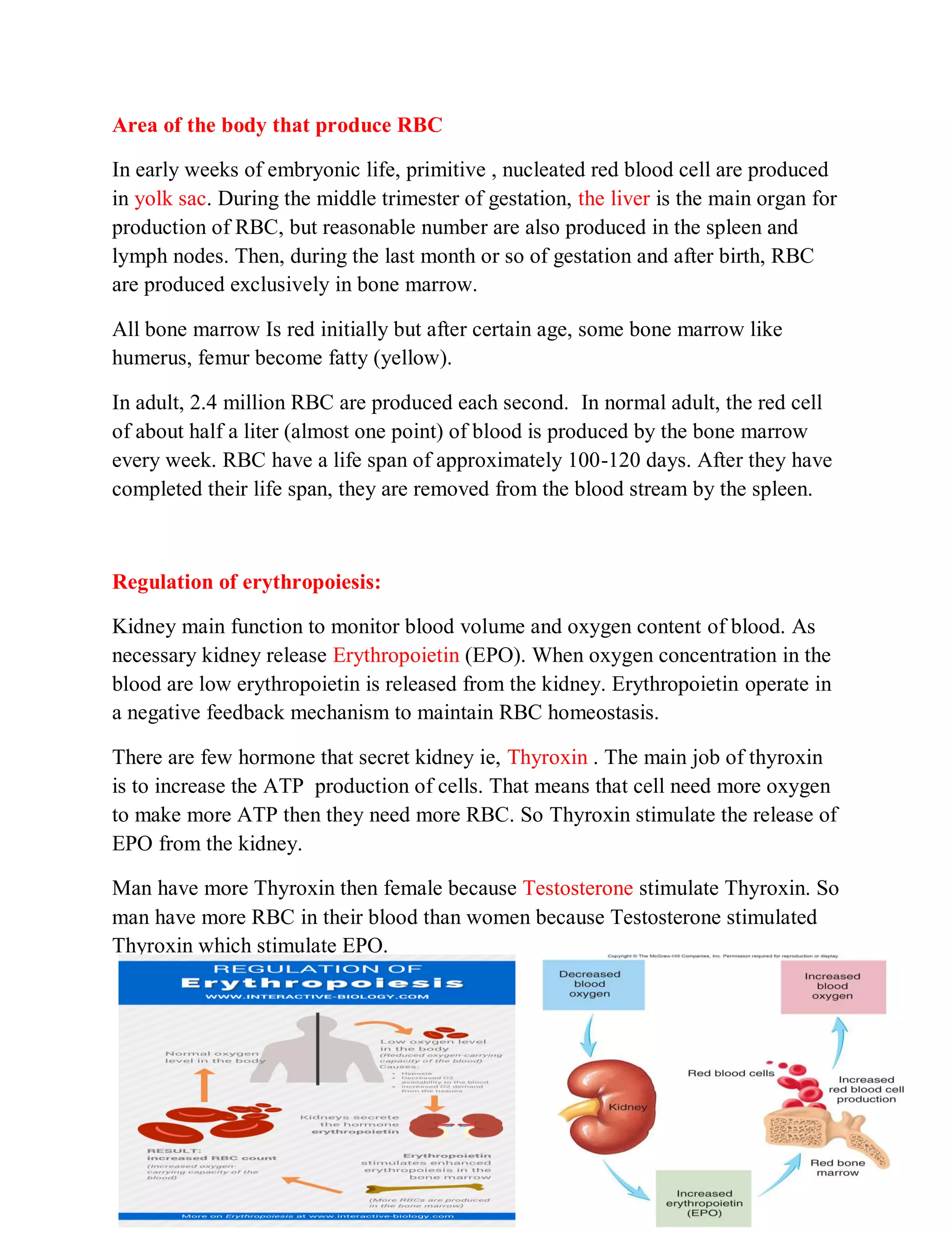 Red blood cell formation and fate of RBC | PDF