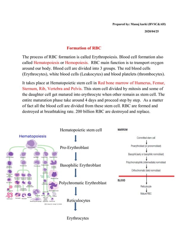 Red blood cell formation and fate of RBC | PDF | Blood Disorders | Diseases and Conditions