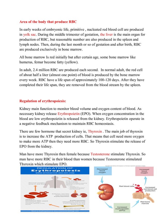 Red blood cell formation and fate of RBC | PDF | Blood Disorders | Diseases and Conditions