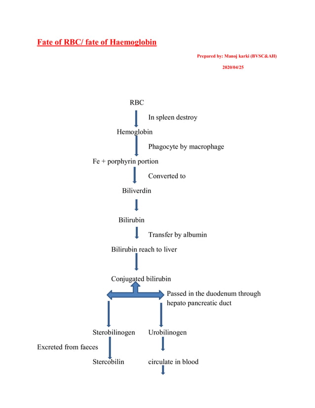 Red blood cell formation and fate of RBC | PDF | Blood Disorders ...
