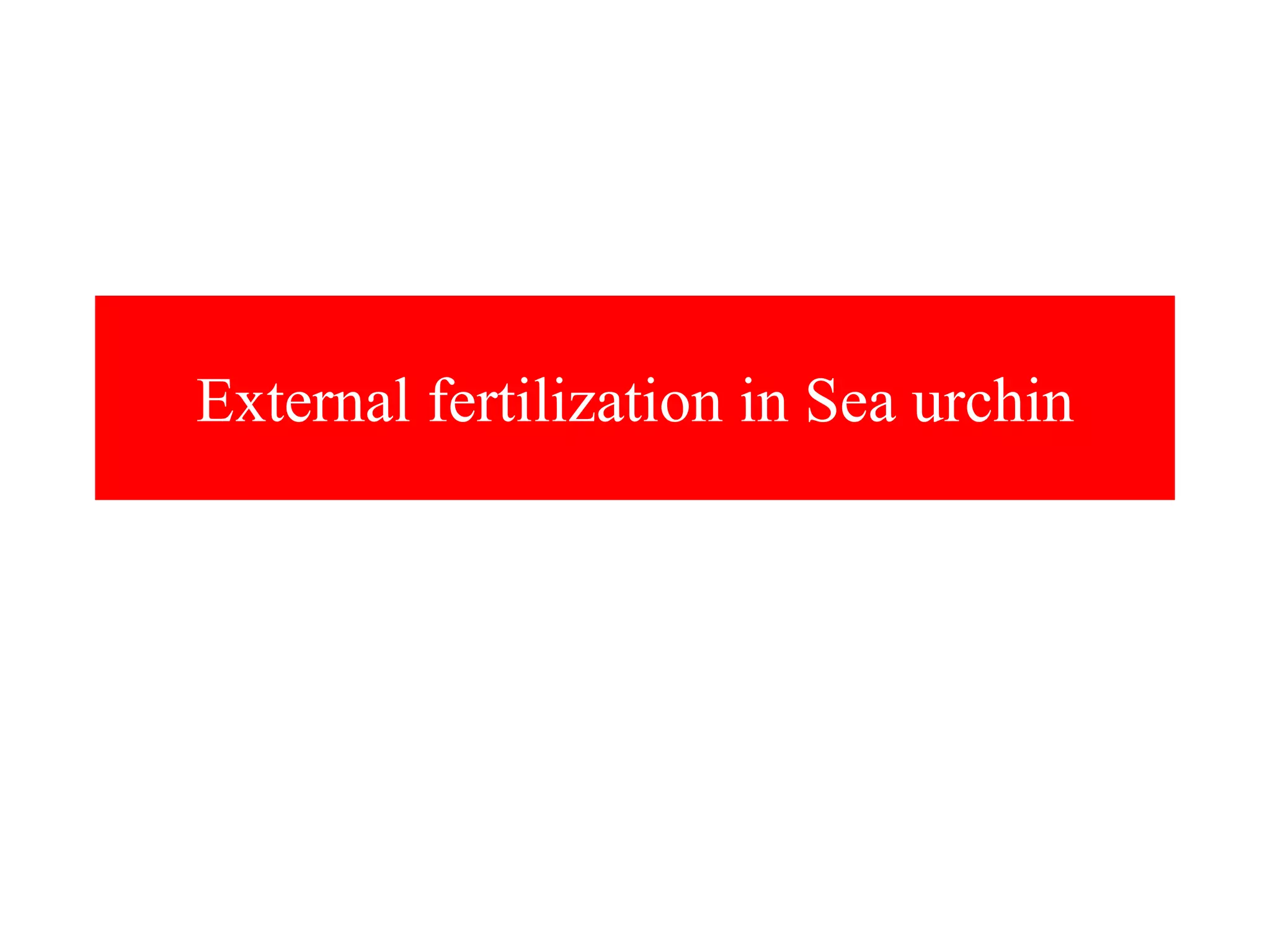 External fertilization | PDF