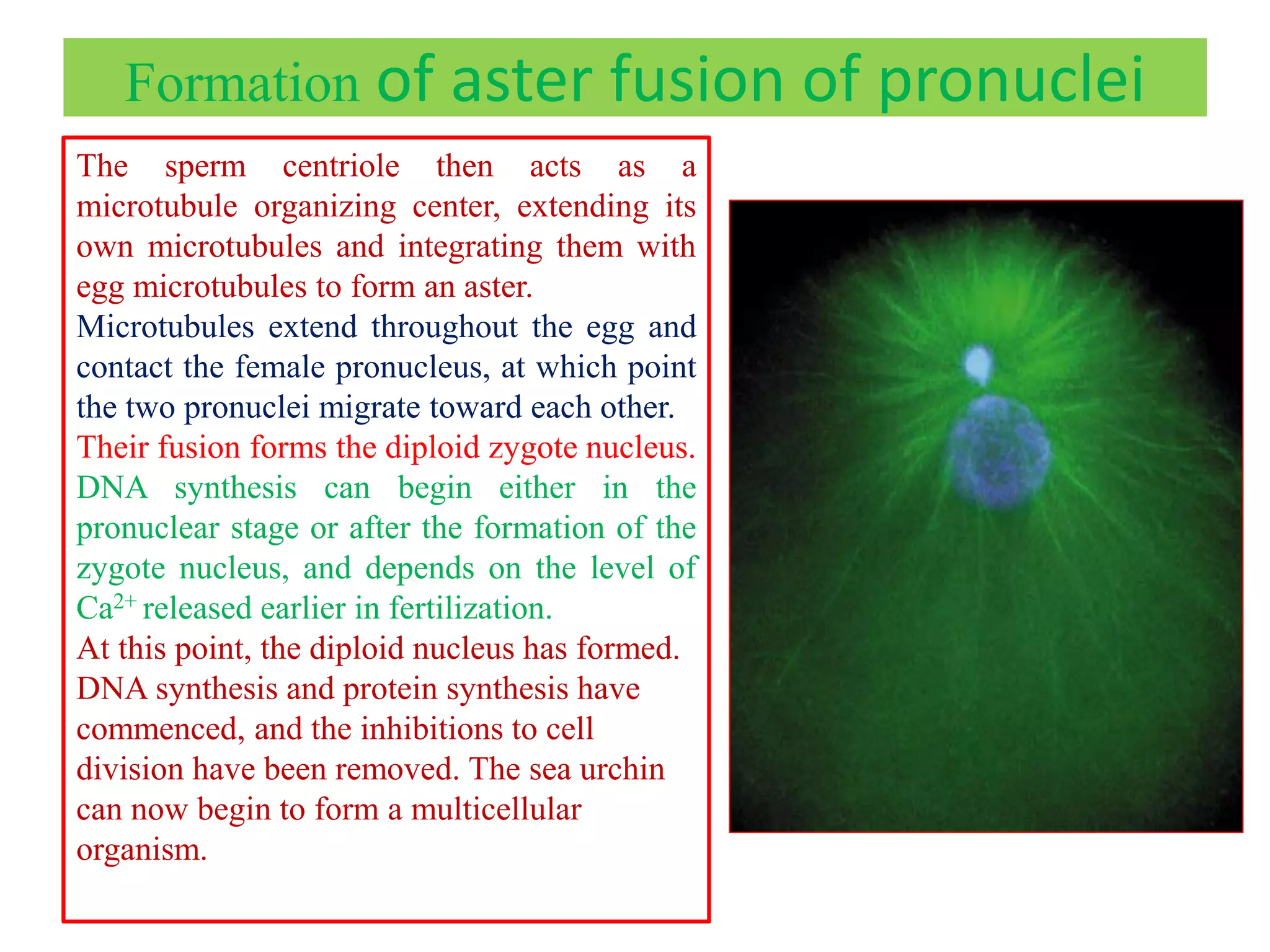 External fertilization | PDF