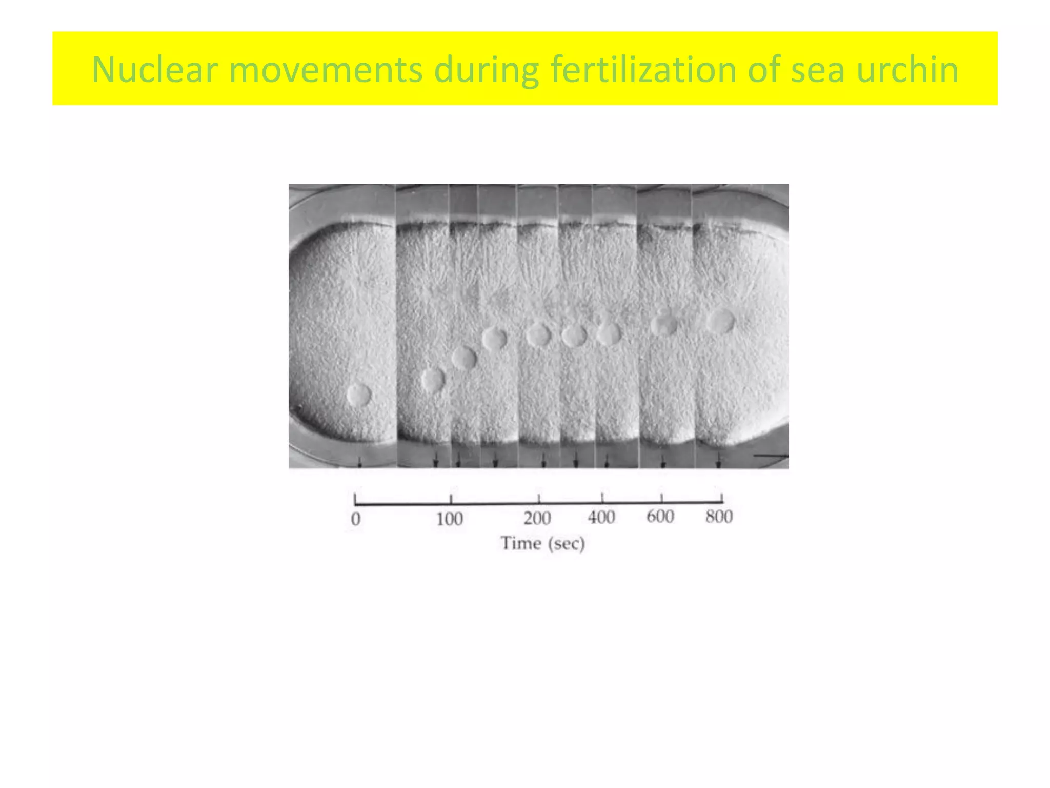 External fertilization | PDF