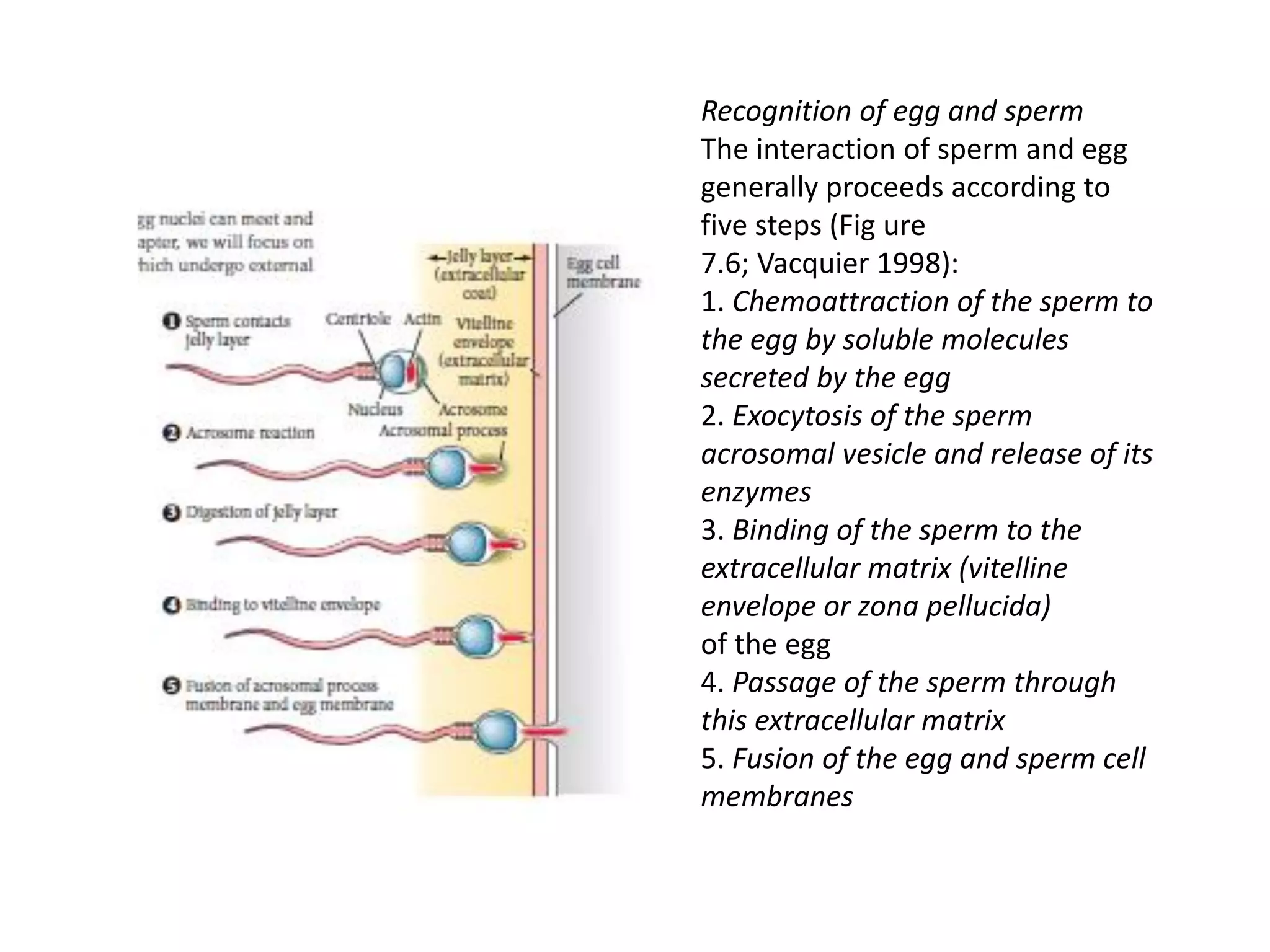 External fertilization | PDF