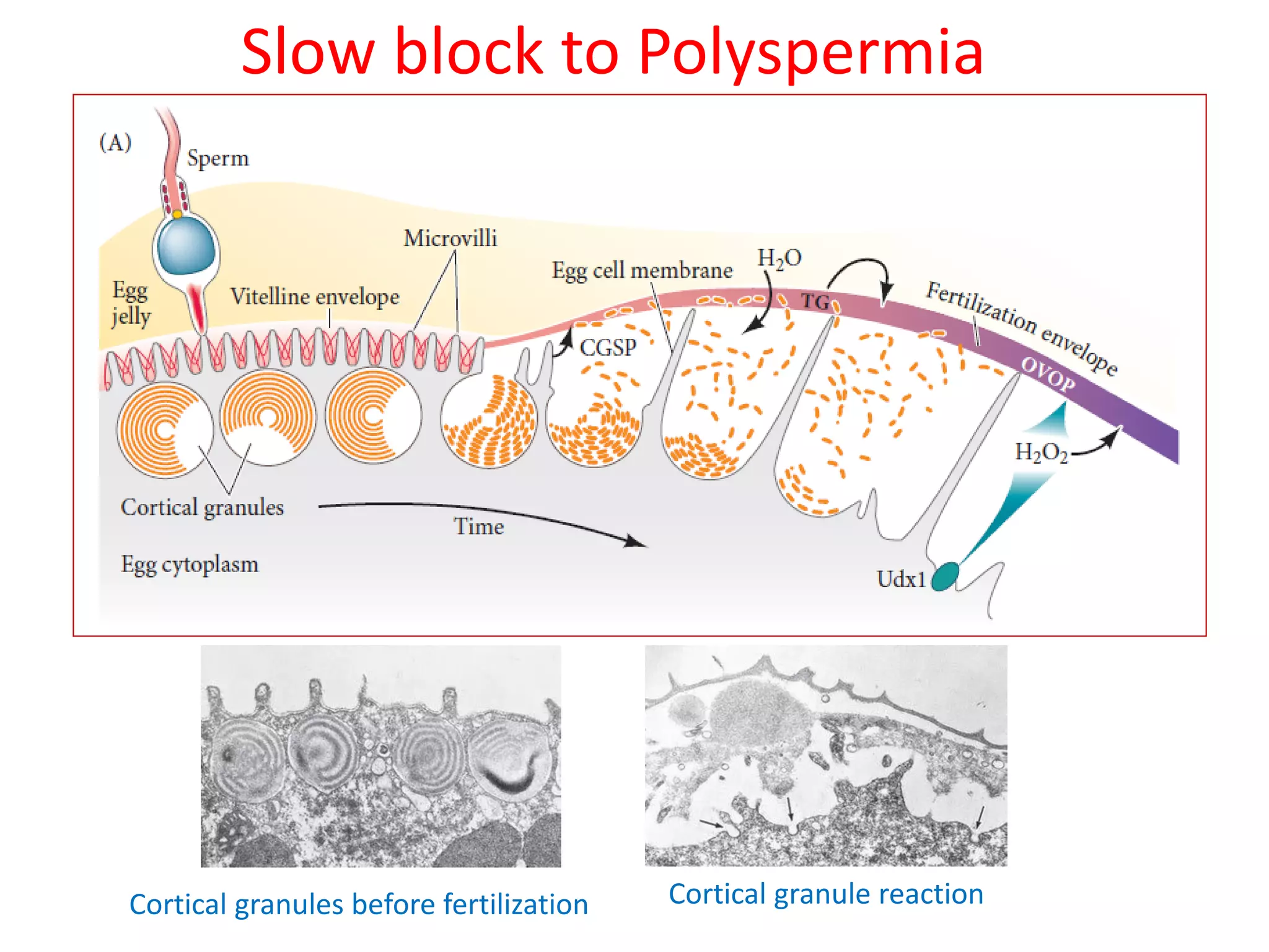 External fertilization | PDF