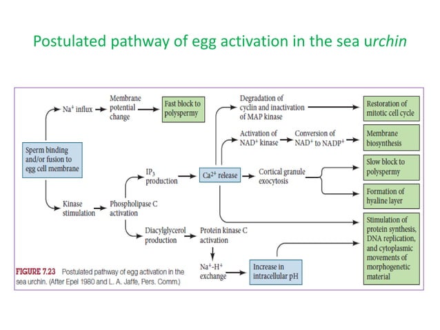 External fertilization | PDF