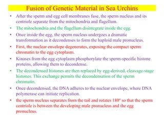 External fertilization | PDF