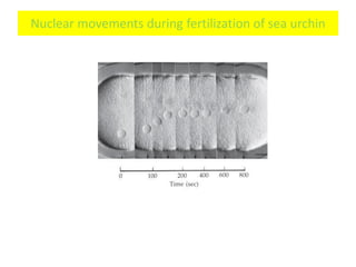 External fertilization | PDF