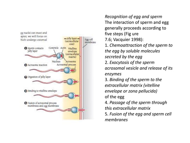 External fertilization | PDF