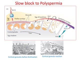 External Fertilization Diagram