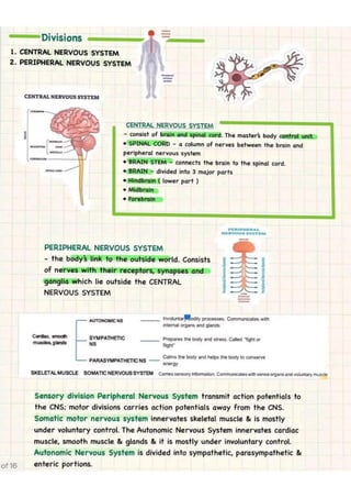 NERVOUS SYSTEM shorts note Jitendra bhargav SlideShare.com