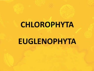 Pdfslide.net chlorophyta euglenophyta-biobgacrsmaterijalikorisnika7-predavanje-oamtrihalne | PDF