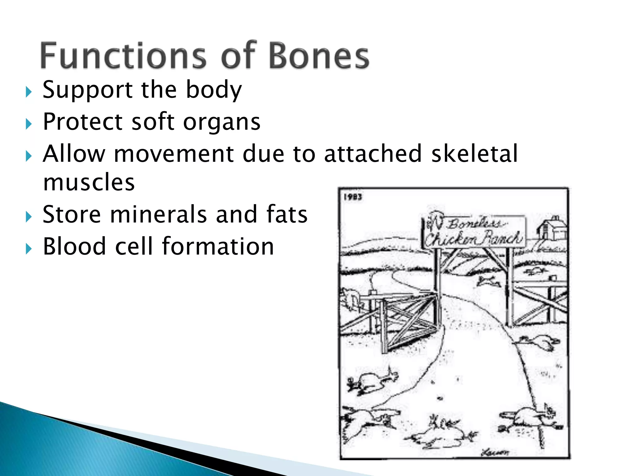 pdfslide.net_-parts-of-the-skeletal-system-bones-skeleton-joints ...