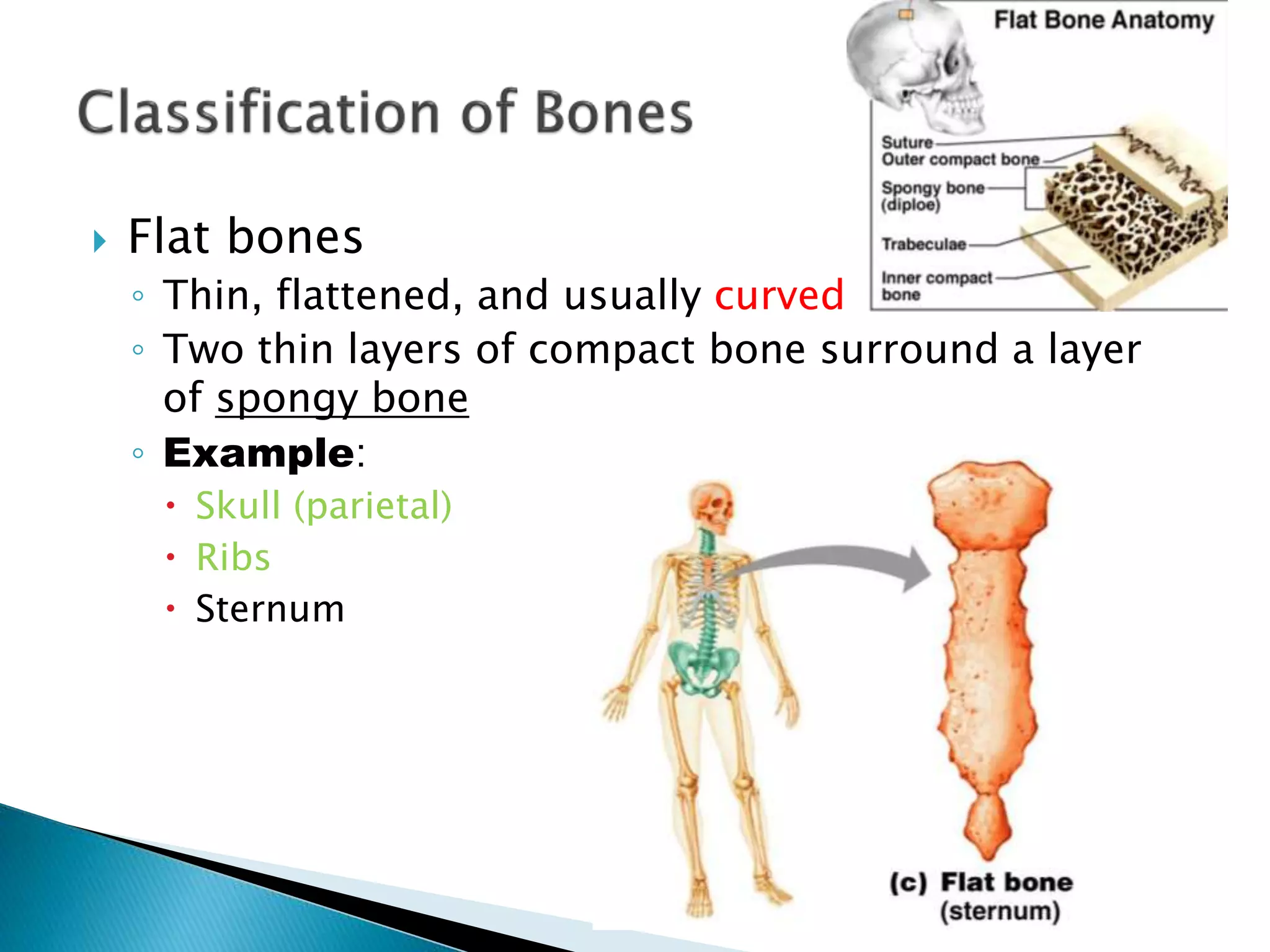 pdfslide.net_-parts-of-the-skeletal-system-bones-skeleton-joints ...