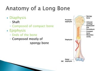 pdfslide.net_-parts-of-the-skeletal-system-bones-skeleton-joints ...