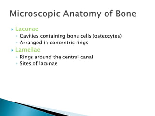 pdfslide.net_-parts-of-the-skeletal-system-bones-skeleton-joints ...