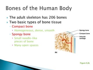 pdfslide.net_-parts-of-the-skeletal-system-bones-skeleton-joints ...