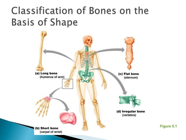 pdfslide.net_-parts-of-the-skeletal-system-bones-skeleton-joints ...