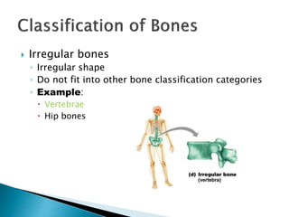 pdfslide.net_-parts-of-the-skeletal-system-bones-skeleton-joints ...