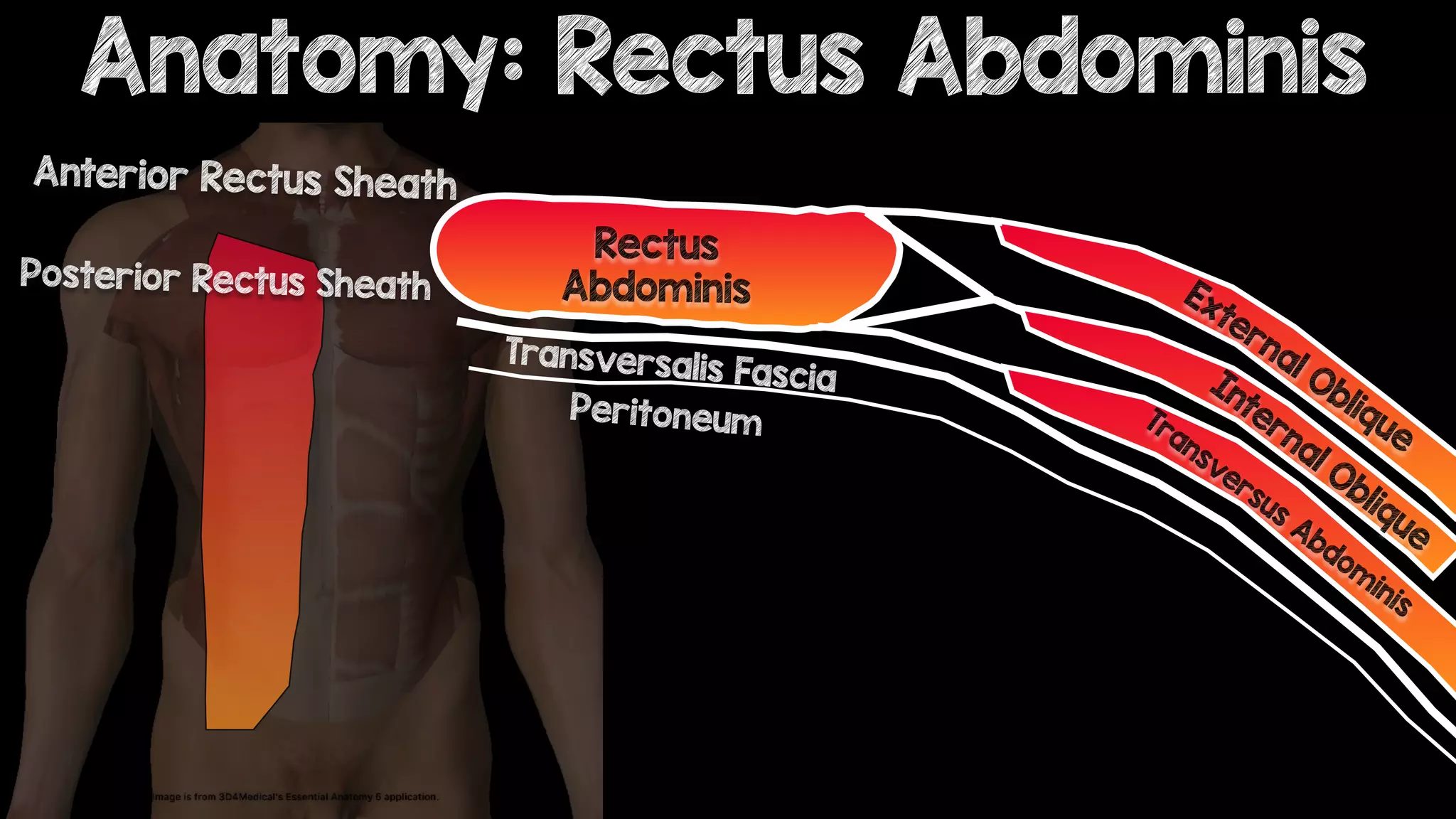 Trunk Blocks - Plan A Blocks - Royal College of Anaesthetists ...