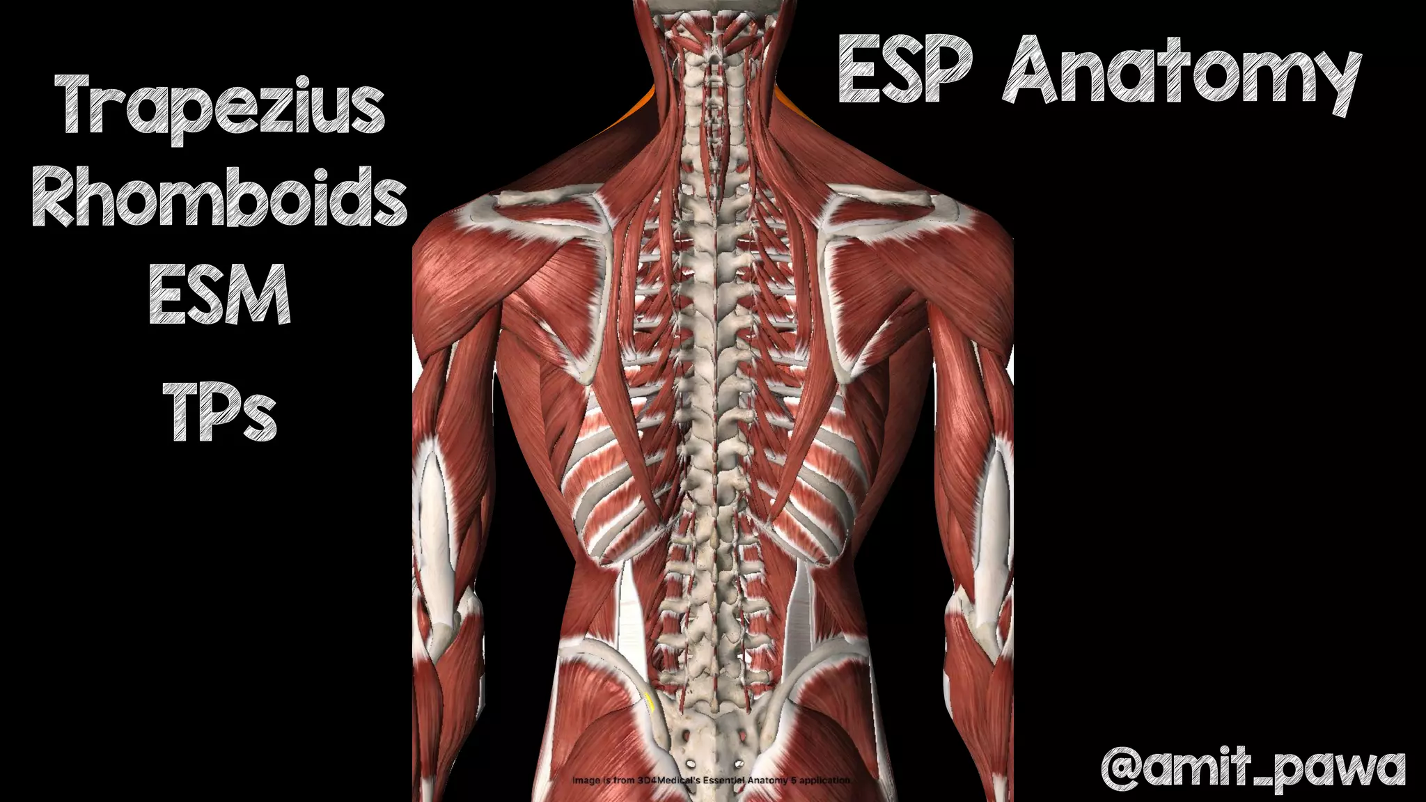 Trunk Blocks - Plan A Blocks - Royal College of Anaesthetists & Regional Anaesthesia UK joint ...